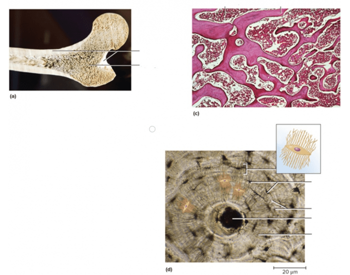 Histology of Osseous Tissue Quiz Histology of Osseous Tissue Quiz