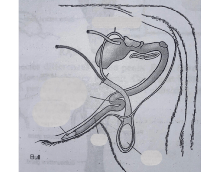 Inguinal Positions Of The Scrotum — Printable Worksheet