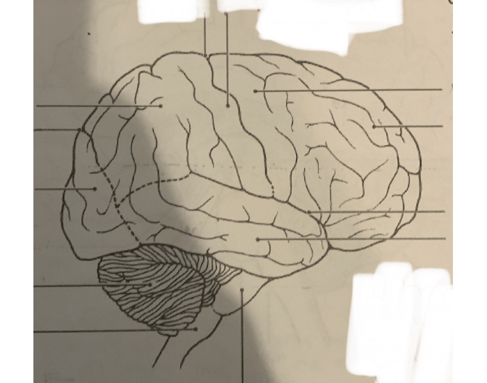Brain Anatomy Labeling Quiz brain-anatomy-labeling-quiz
