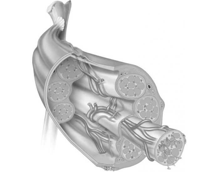 Skeletal Muscle Structure Quiz skeletal-muscle-structure-quiz