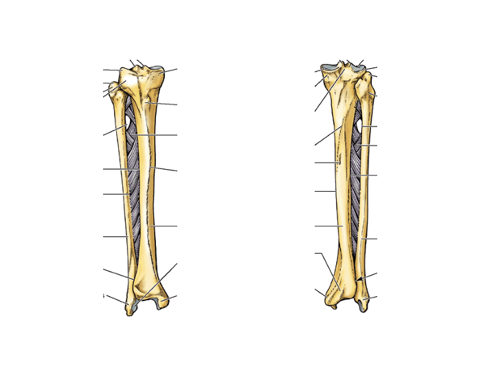 Tib And Fib Osteology Quiz