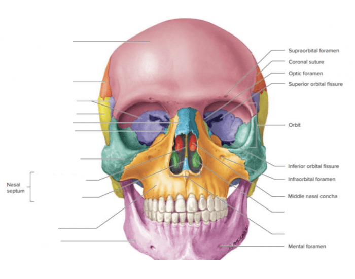 Skull Bones To Memorize Quiz skull-bones-to-memorize-quiz