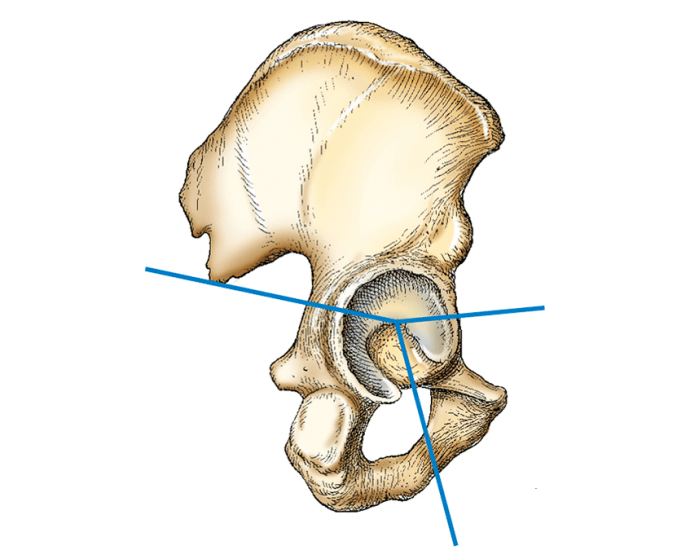 Lateral Aspect Of The Hip Bone Anatomy Printable Worksheet lateral-aspect-of-the-hip-bone-anatomy-printable-worksheet