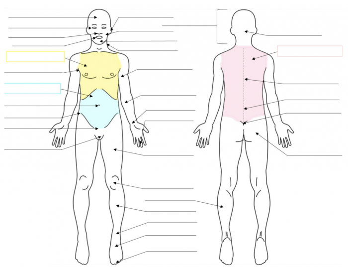 Anatomical Regional Terms Diagram Quiz