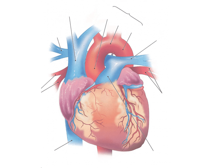 Activity 1 3 External Anatomy great Vessels Quiz activity-1-3-external-anatomy-great-vessels-quiz