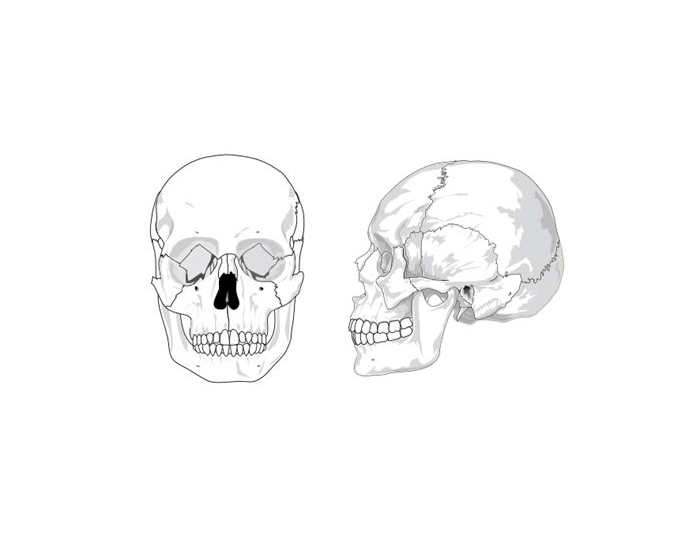 Skull Bones Quiz skull-bones-quiz