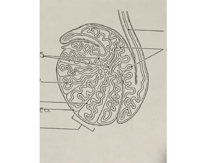 Male Reproductive Anatomy Worksheet Anatomy And Physiology O Male Reproductive Anatomy Worksheet Anatomy And Physiology O