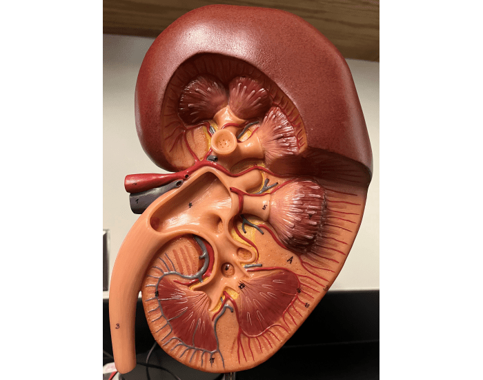 Kidney model frontal section Quiz Kidney model frontal section Quiz
