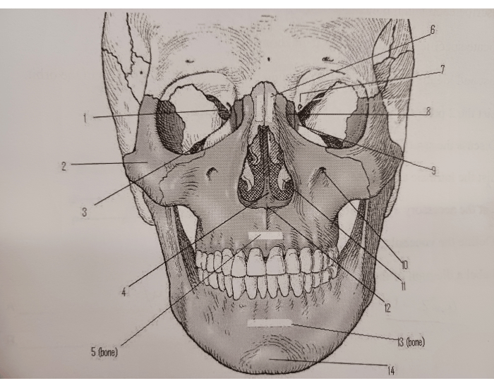 A P Merrill s Skull Anatomy Printable Worksheet a-p-merrill-s-skull-anatomy-printable-worksheet