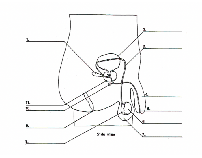 Imagequiz Male Reproductive System Images