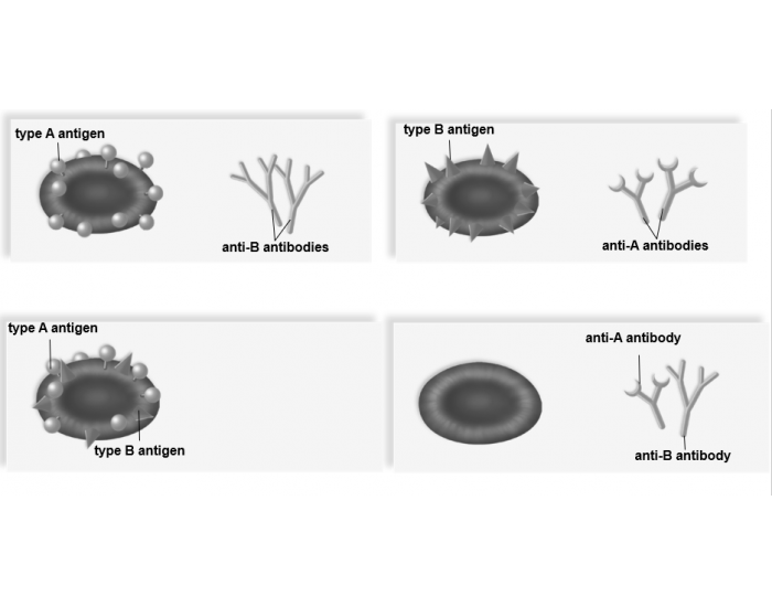 MBG H Blood Types Quiz mbg-h-blood-types-quiz