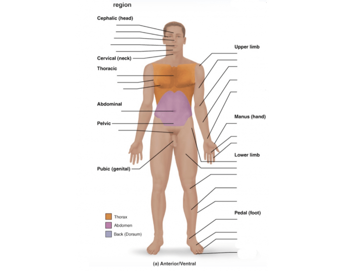 Anterior Anatomical Position And Regional Terms Quiz