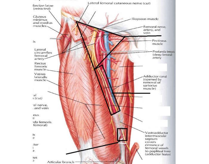Adductor Canal Boundaries And Contents Quiz