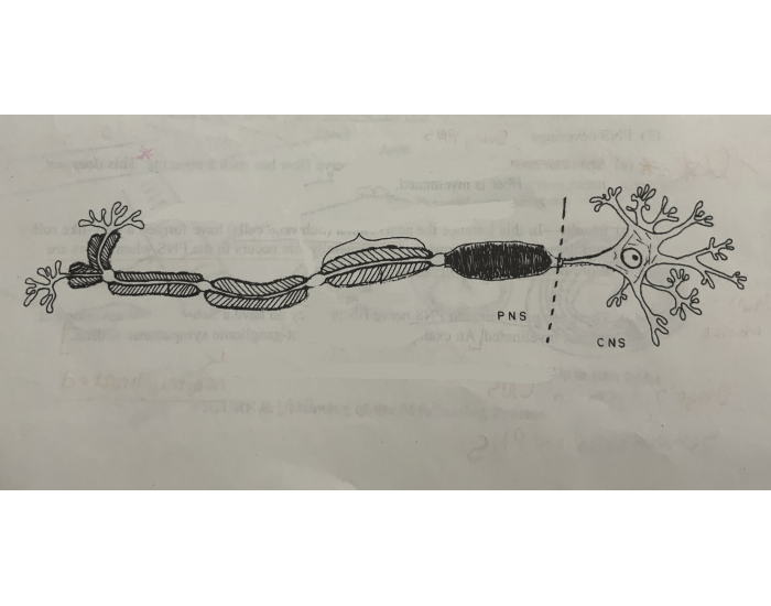 Figure 9 Nodes And Internodes Of Ranvier Quiz