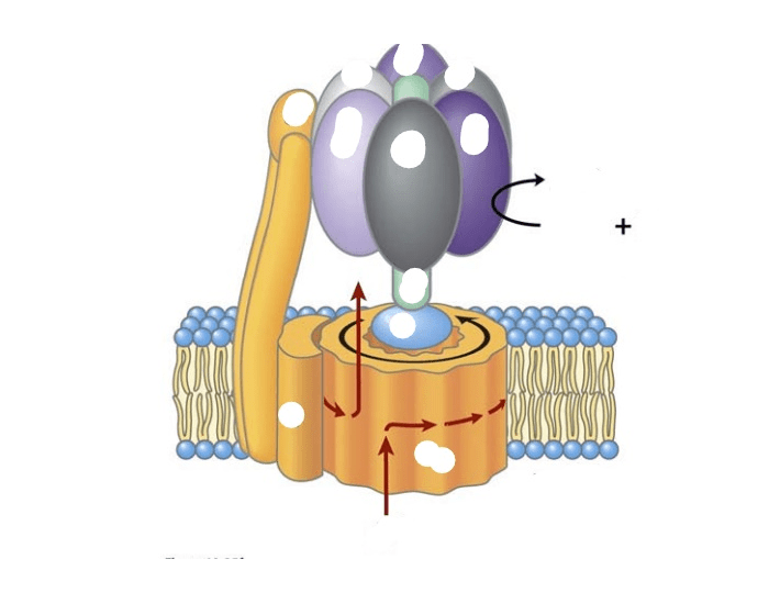 F1 F0 Atp Synthase Quiz