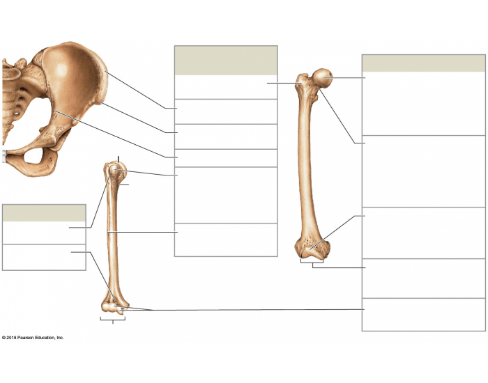 More Bone Markings Quiz more-bone-markings-quiz
