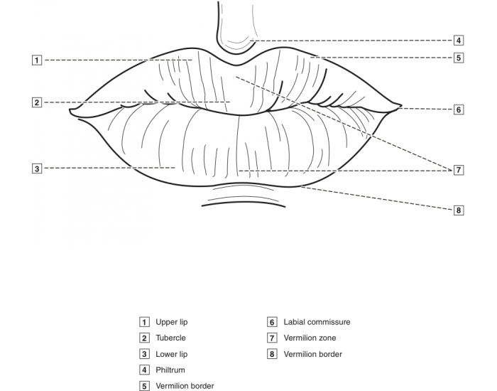 Lip Anatomy Quiz