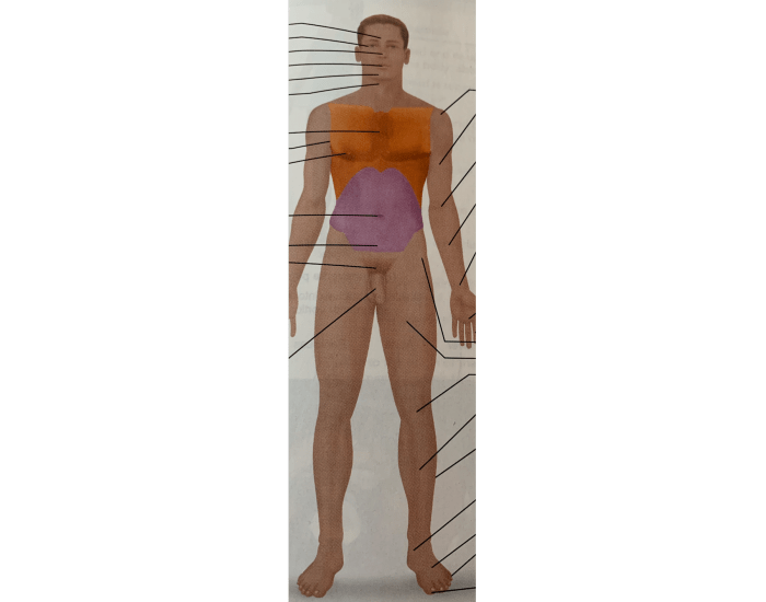 Anterior Anatomical Positions And Regional Terms Quiz