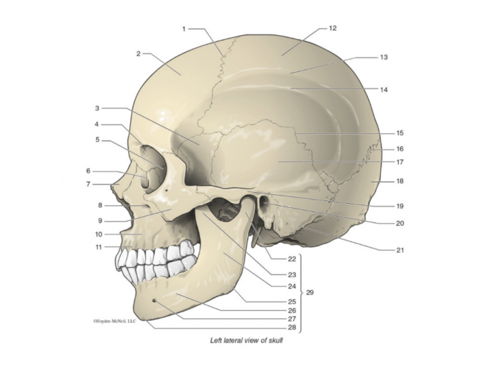 Lateral Skull Labelling Quiz lateral-skull-labelling-quiz