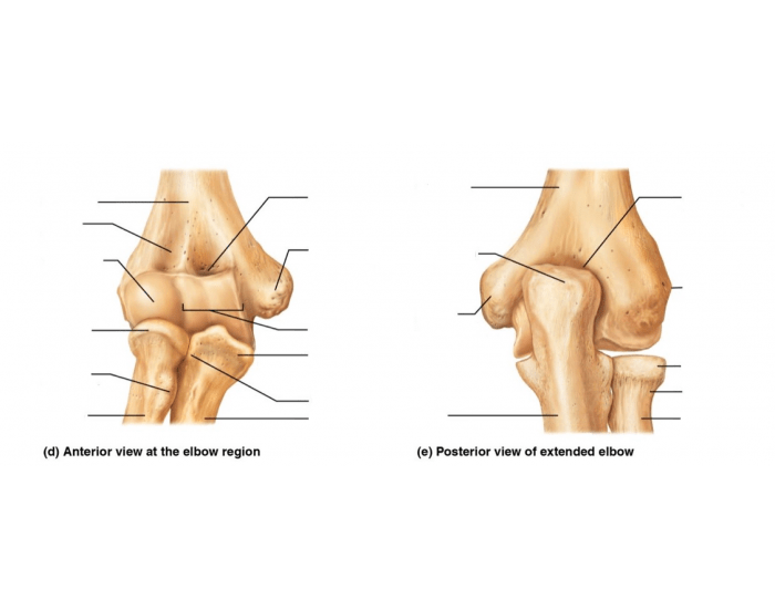 Elbow (radius, ulna, and humerus) Quiz Elbow (radius, ulna, and humerus) Quiz