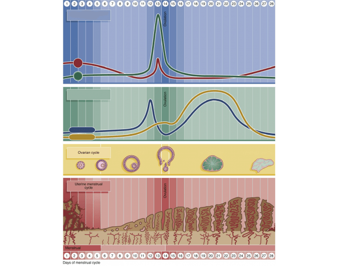 Human Menstrual Cycle Quiz