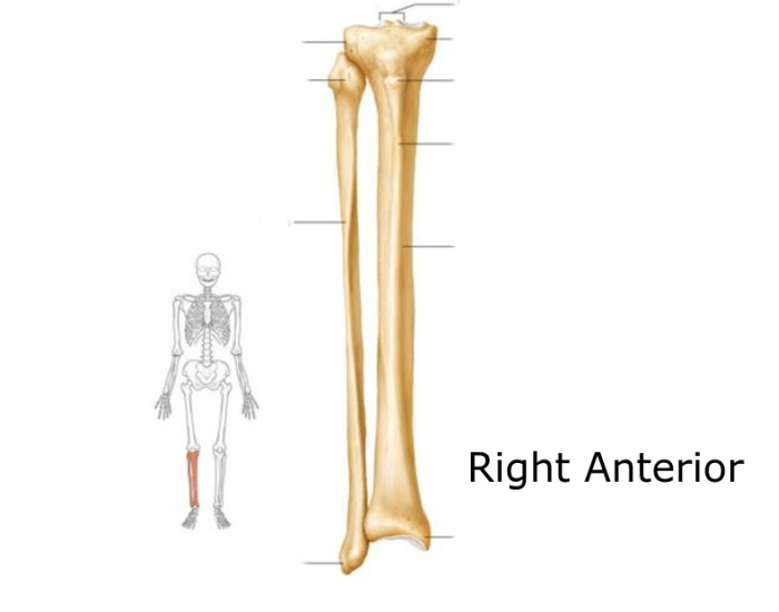 Lower Limb Labeling Tibia And Fibula Quiz lower-limb-labeling-tibia-and-fibula-quiz