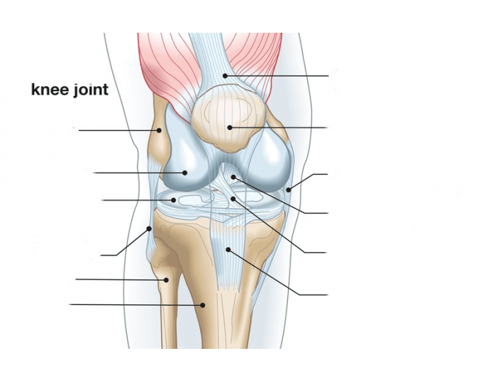 Lower Limb Labeling Knee Joint Quiz lower-limb-labeling-knee-joint-quiz