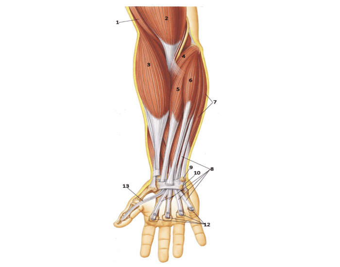 Anterior Palmer Side Of Hand Quiz anterior-palmer-side-of-hand-quiz