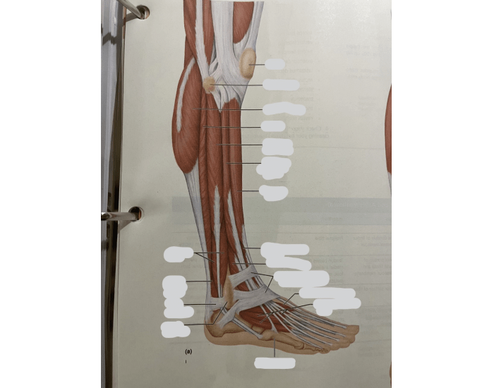Lateral Aspect Of Leg Quiz lateral-aspect-of-leg-quiz
