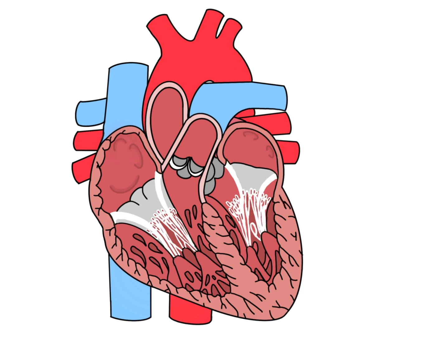 Lab Test 2 The Heart Quiz