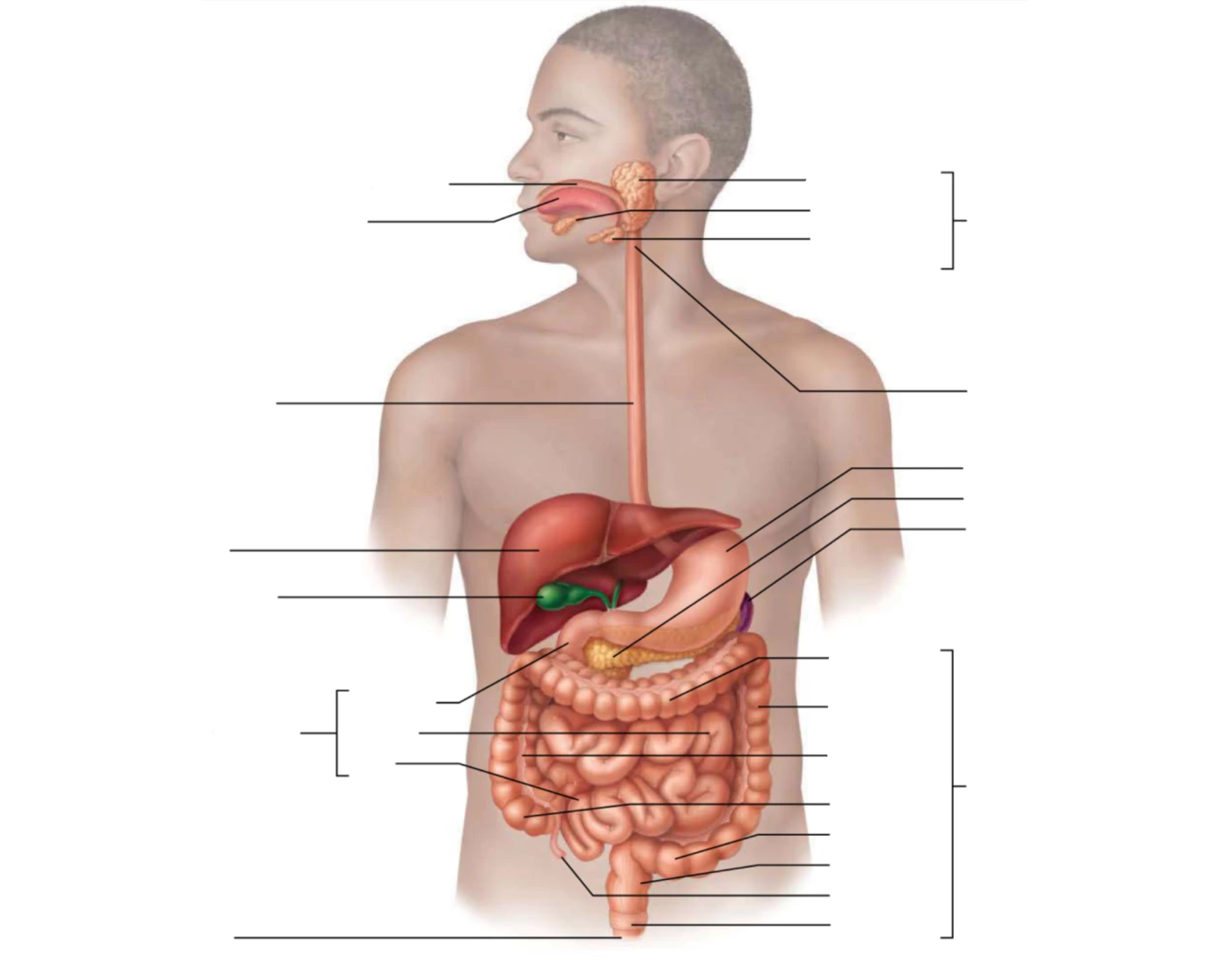 Parts Of The GI Tract Quiz parts-of-the-gi-tract-quiz