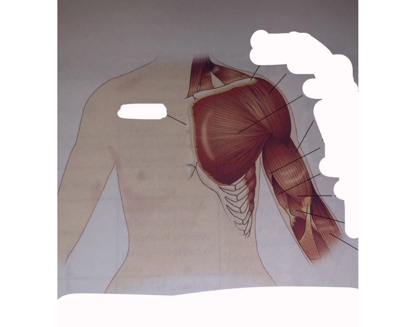 muscles that move arm, anterior view- animated Quiz muscles that move arm, anterior view- animated Quiz