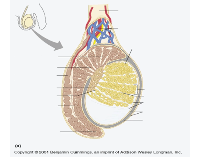 Scrotum Diagram Quiz