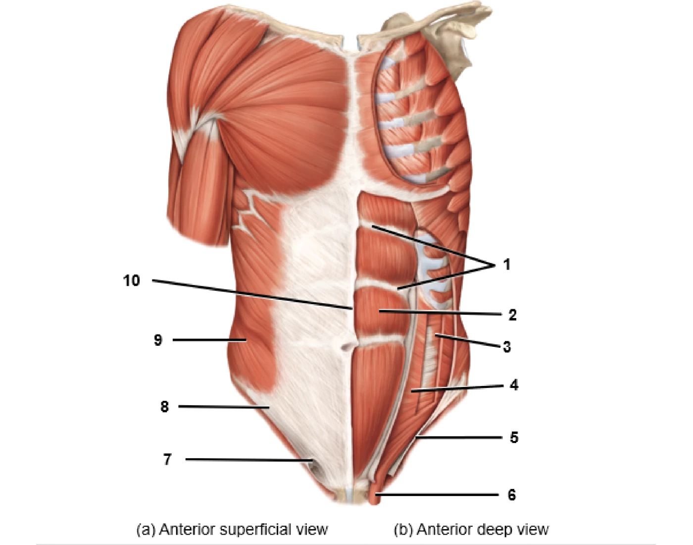 AnP 8 3 Practice Part 1 Quiz anp-8-3-practice-part-1-quiz