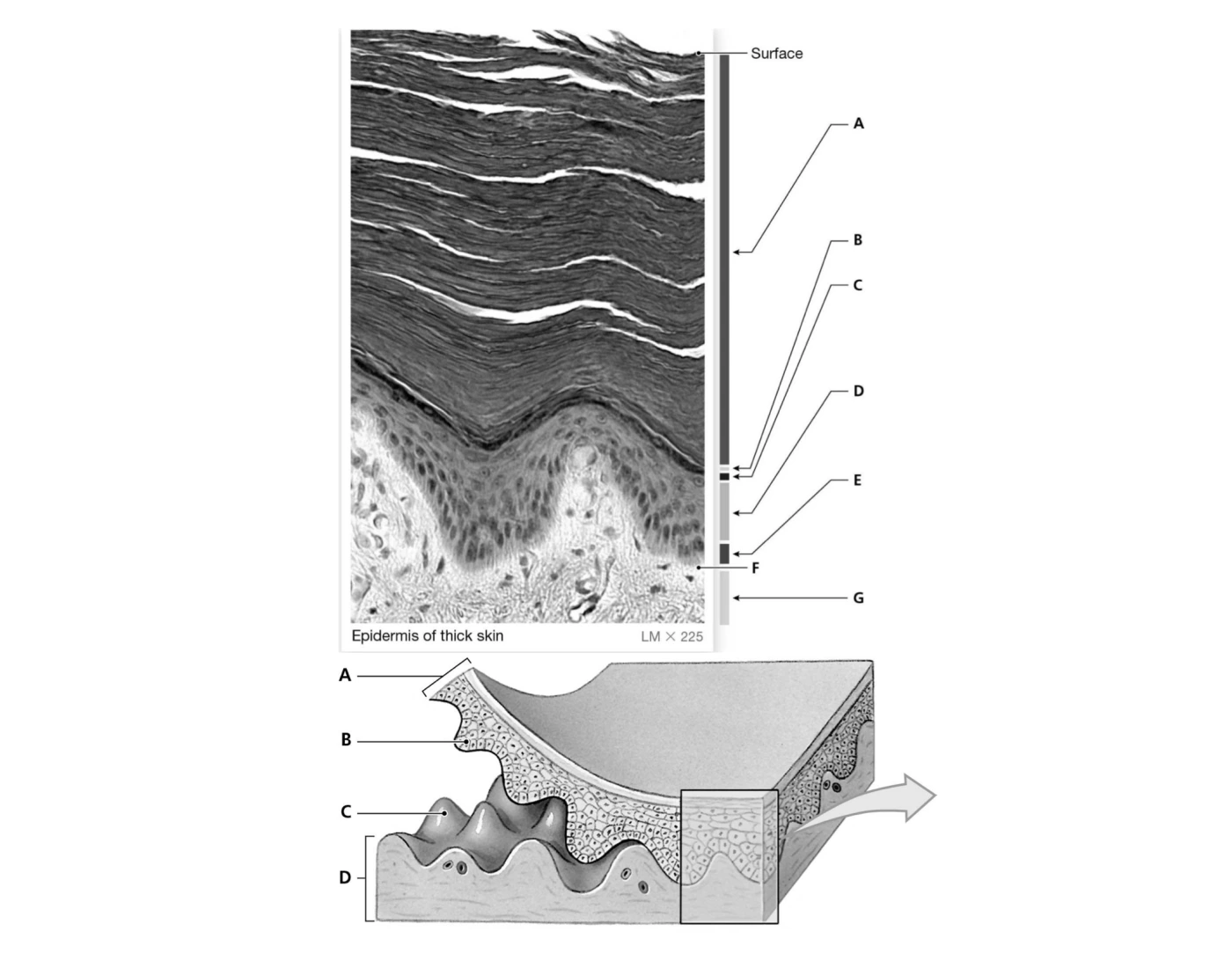 Epidermis Of Thick Skin Quiz epidermis-of-thick-skin-quiz