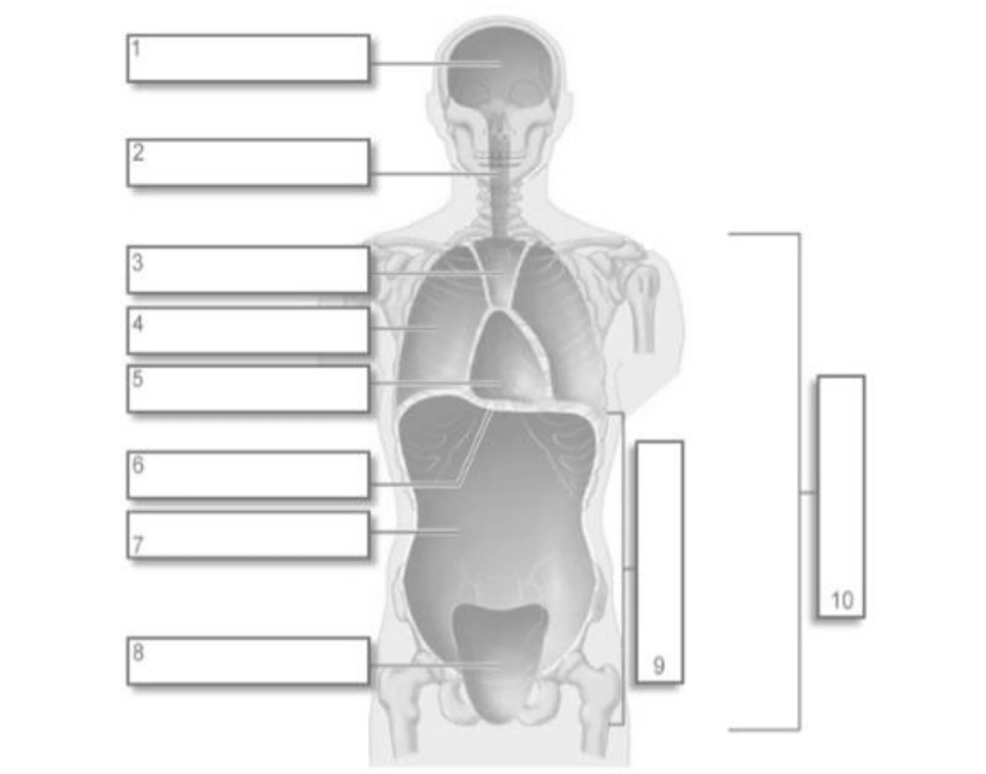 Body Cavities Diagram Quiz body-cavities-diagram-quiz