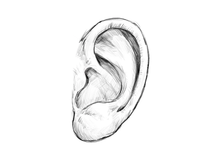 Anatomy Of The Outer Ear Quiz anatomy-of-the-outer-ear-quiz