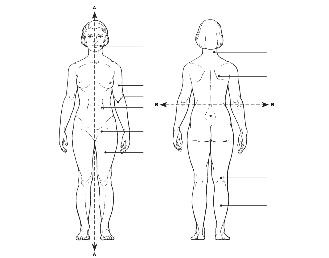 Language Of Anatomy Quiz language-of-anatomy-quiz