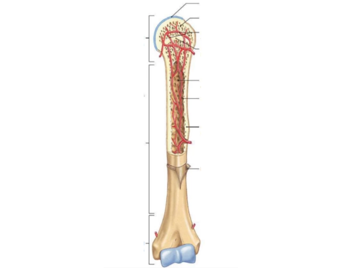 Long Bone Identification Quiz long-bone-identification-quiz