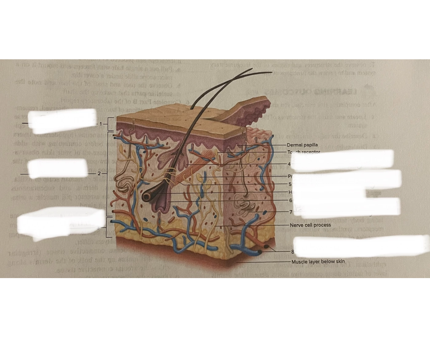 Vertical Section Of The Skin And Subcutaneous — Printable Worksheet