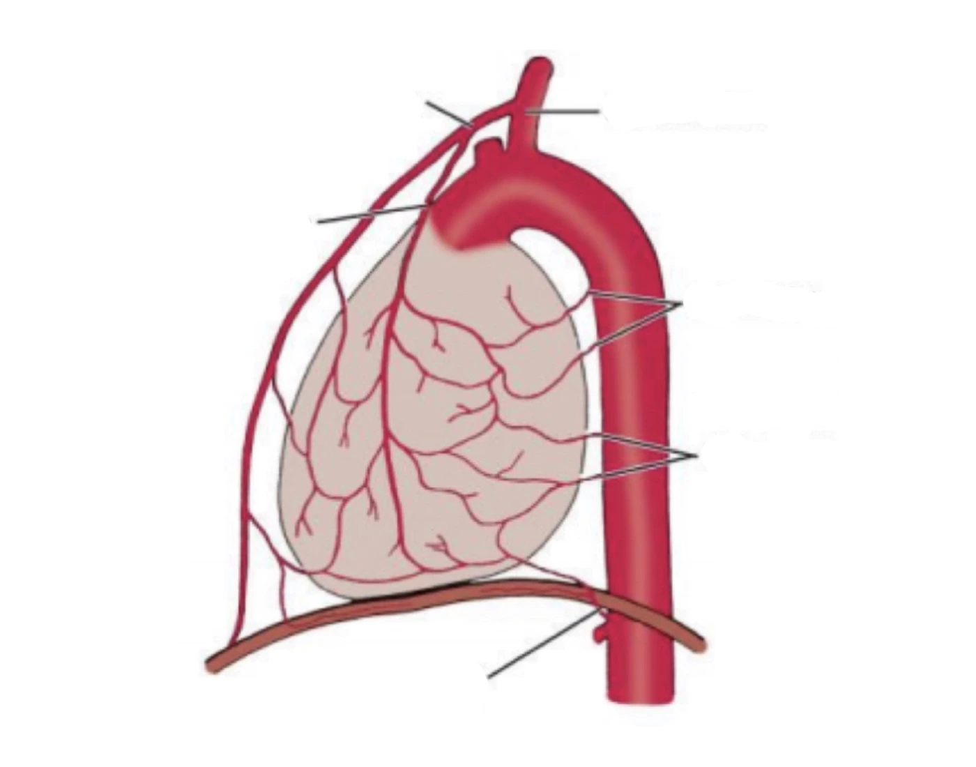 Pericardium Arteries Quiz pericardium-arteries-quiz