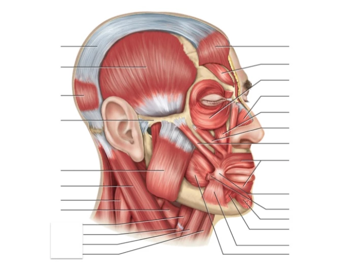 Axial Muscles: Head and neck Quiz Axial Muscles: Head and neck Quiz