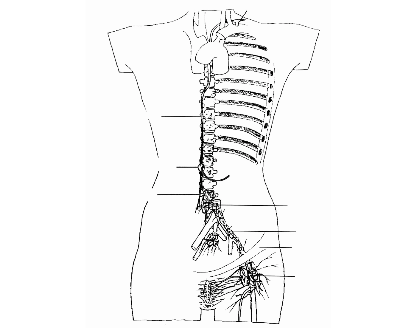 Lymphatic Drainage Pathways LEs Venous Angle Quiz lymphatic-drainage-pathways-les-venous-angle-quiz