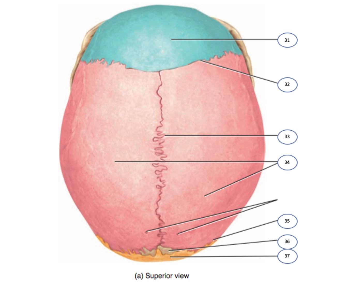 Superior View Of The Axial Skeleton Quiz superior-view-of-the-axial-skeleton-quiz