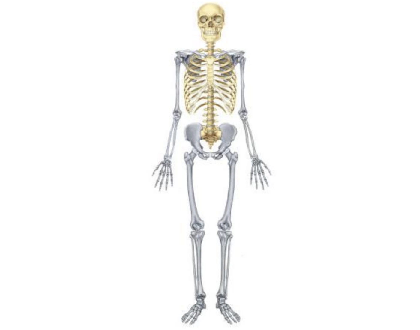 Types Of Joints Quiz types-of-joints-quiz