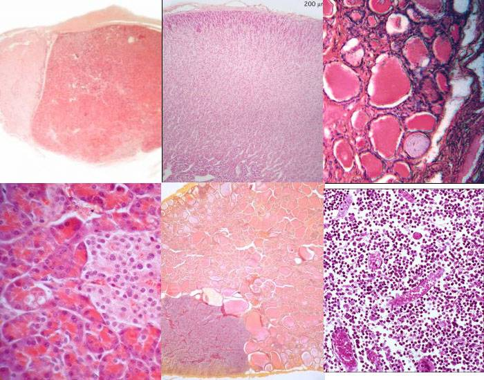 Solved Below Are Histology Slides Of Endocrine, 41% OFF Solved Below Are Histology Slides Of Endocrine, 41% OFF
