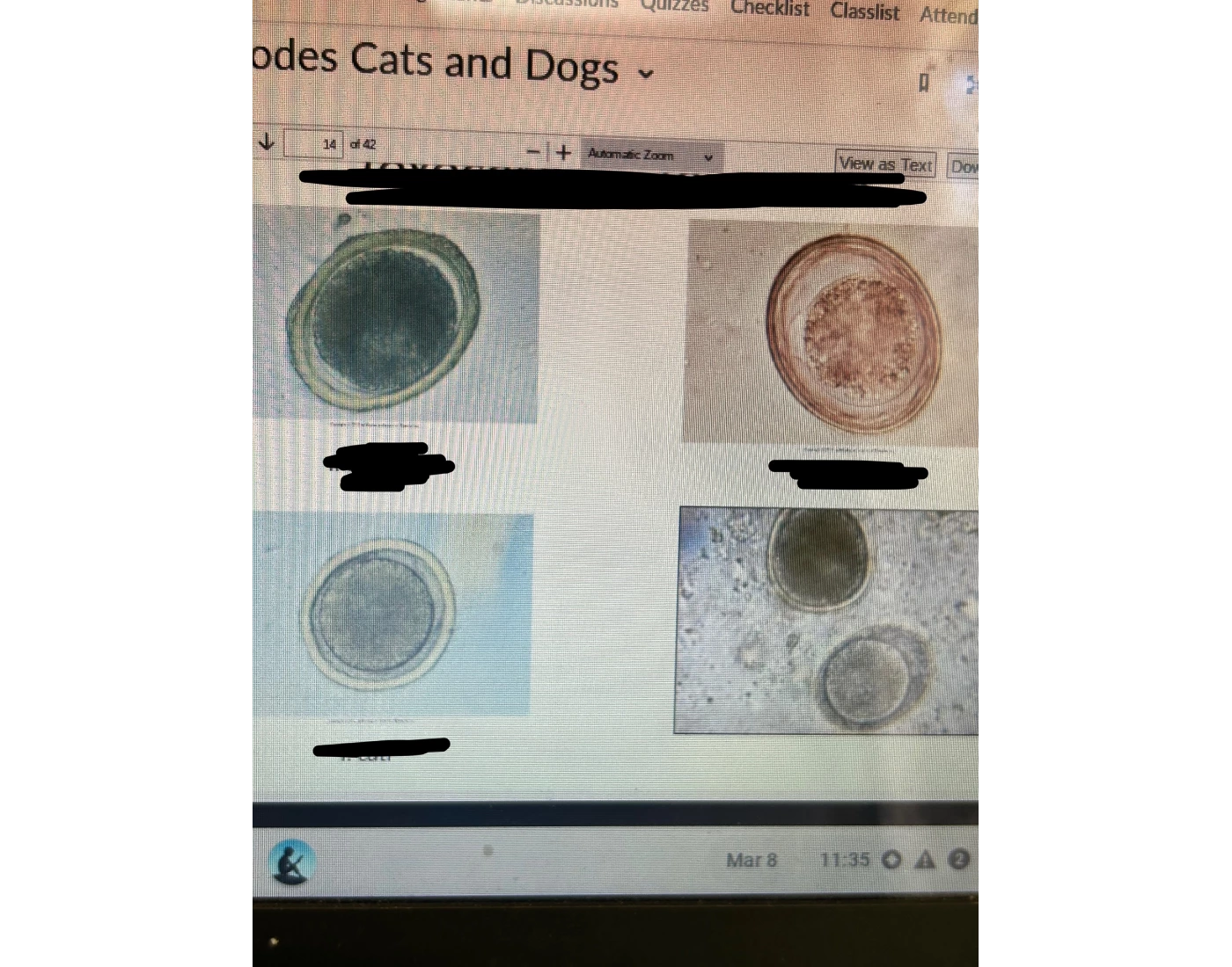 Toxocara Vs Toxascaris Quiz