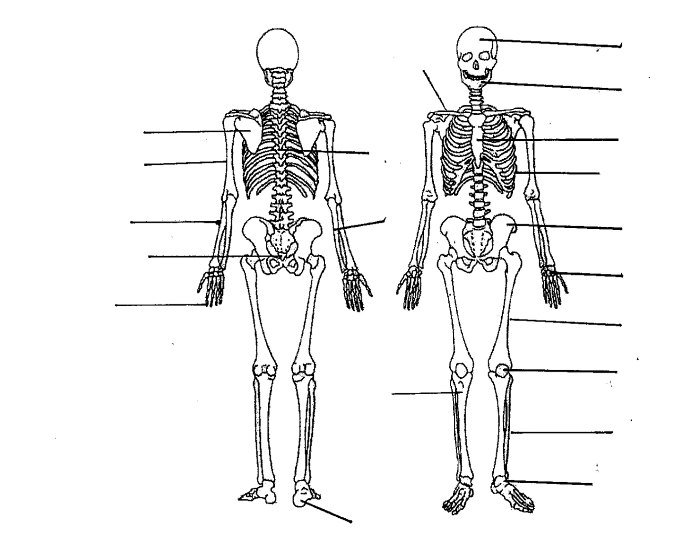 LABEL THE SKELETON Quiz label-the-skeleton-quiz