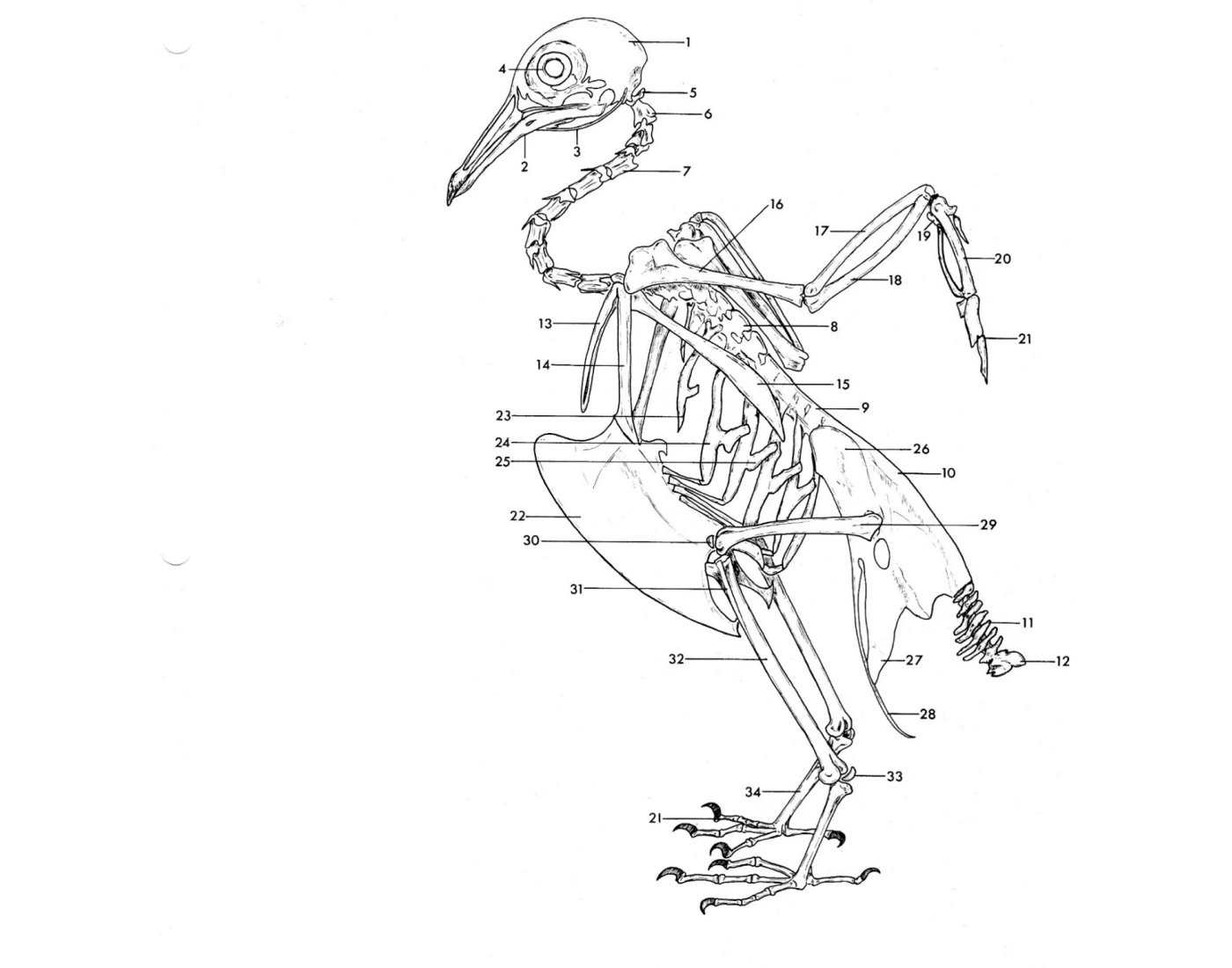 Basic Skeletal Structure Printable Worksheet basic-skeletal-structure-printable-worksheet