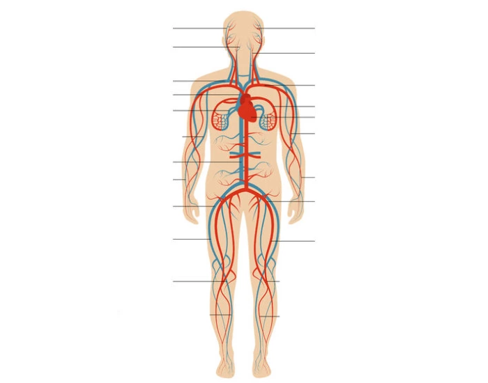 Major Blood Vessel Quiz Major Blood Vessel Quiz